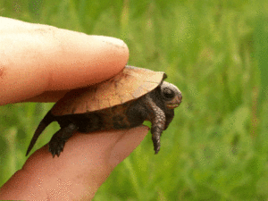 Turtles GIFs - GIFcen