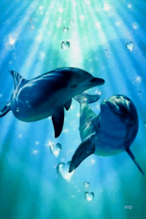 Dolphin Gif - GIFcen