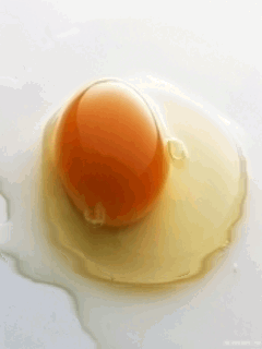 Egg GIFs - GIFcen